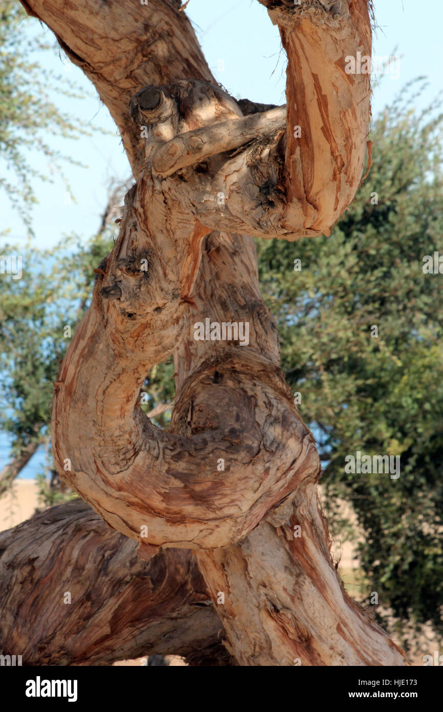 Twisted Tree Trunk High Resolution Stock Photography and Images - Alamy
