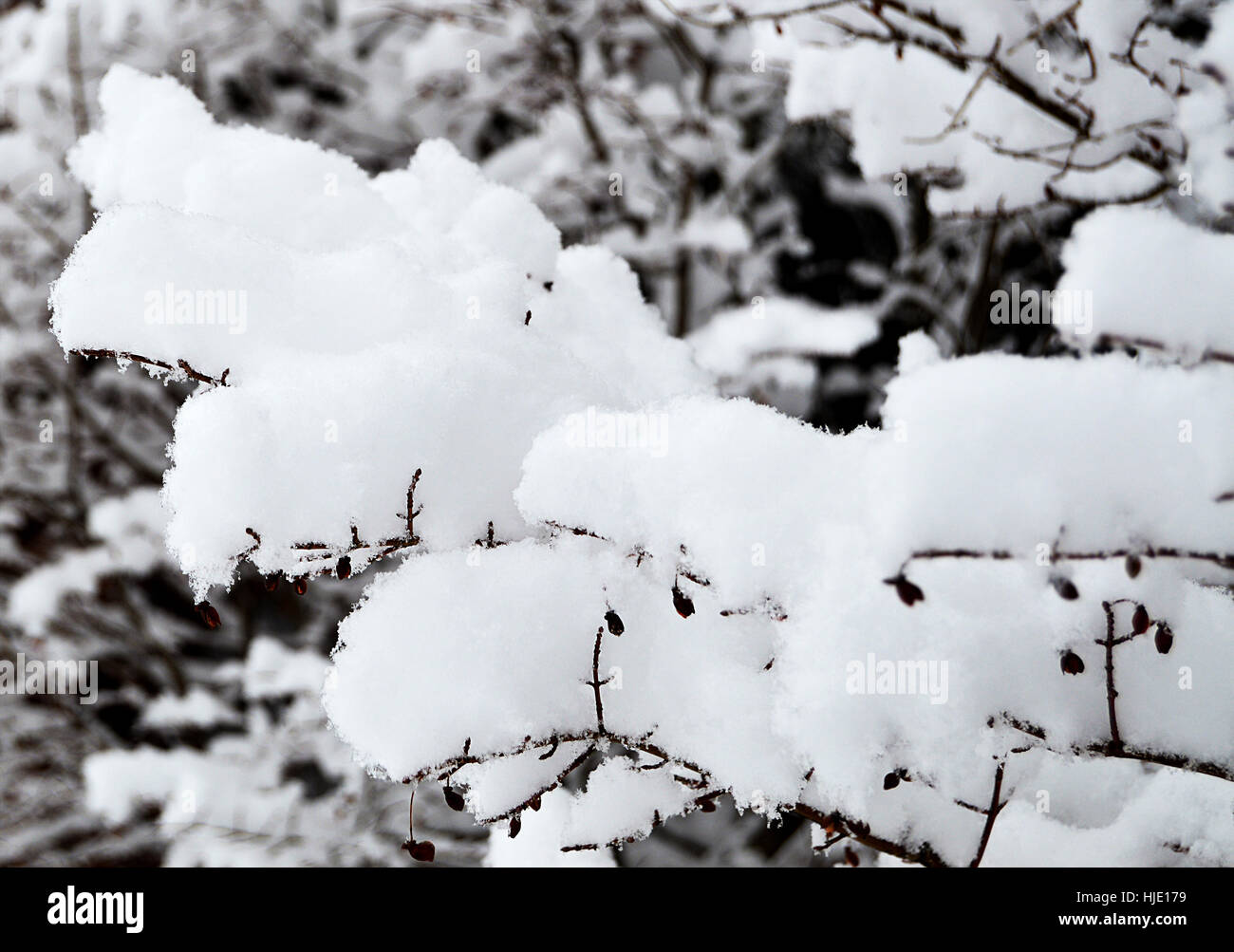 Snow covering branches of a small tree Stock Photo - Alamy