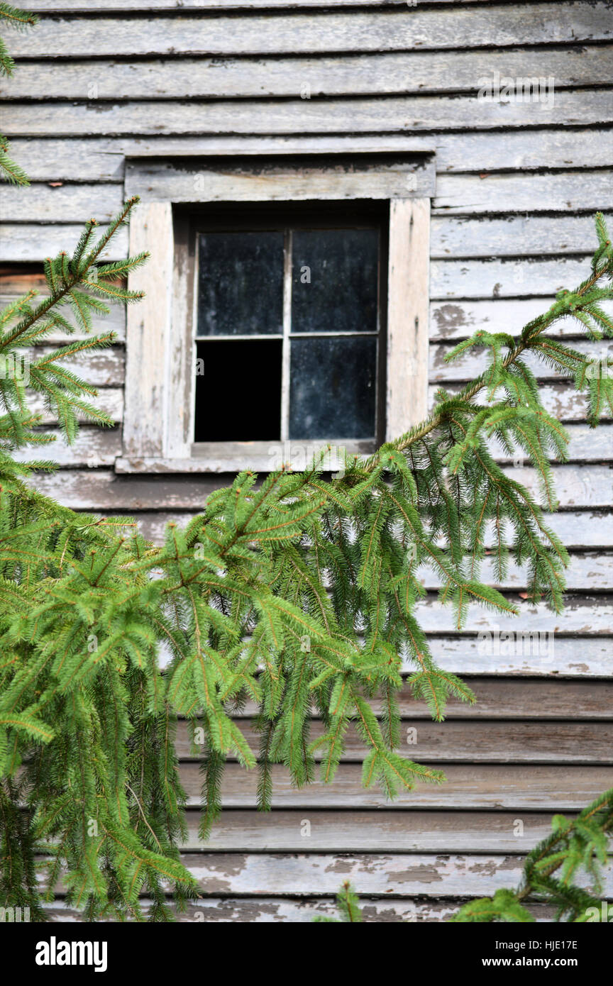 An old wooden house with a broken window pane with pine tree branches ...