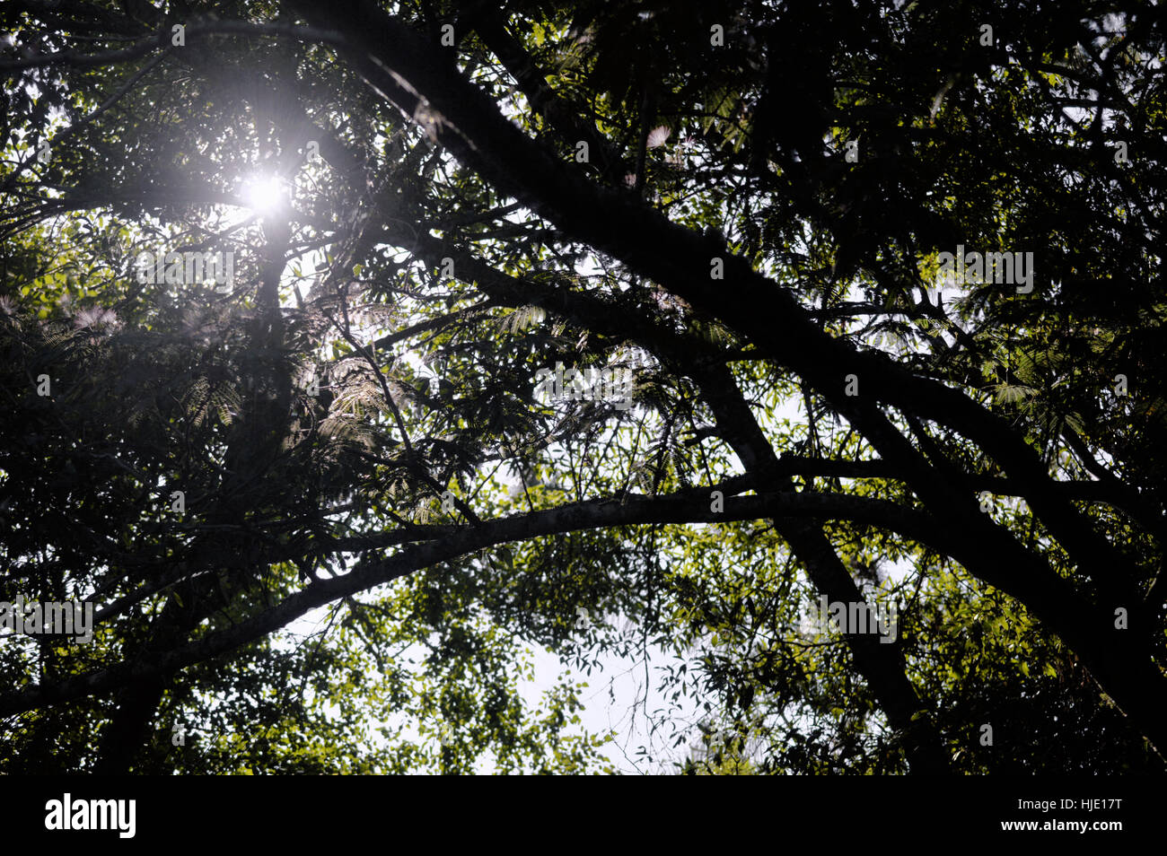 Sunlight shining through a dense patch of trees with curved arch branch ...