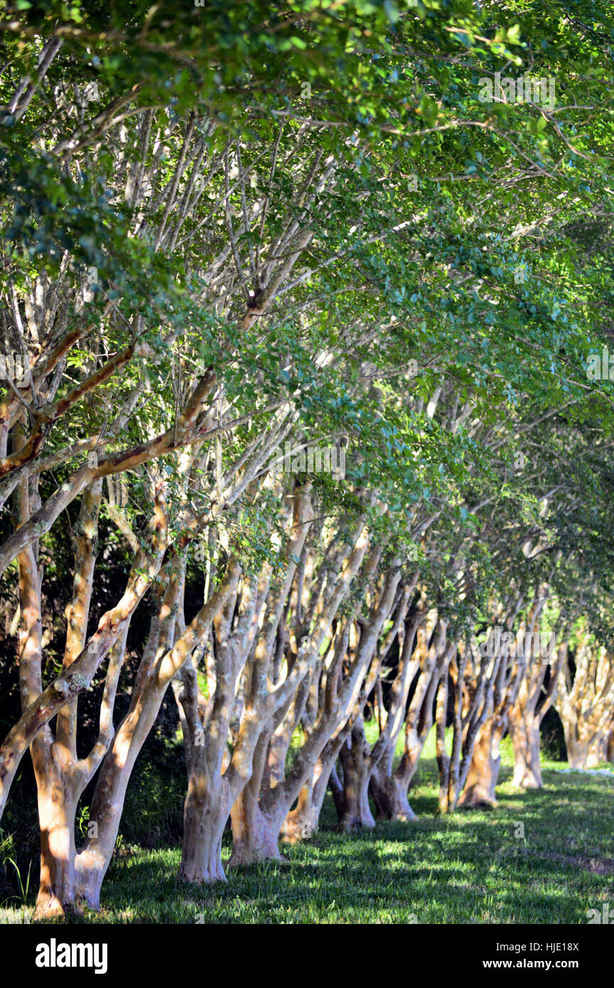 Row of crape myrtles hi-res stock photography and images - Alamy