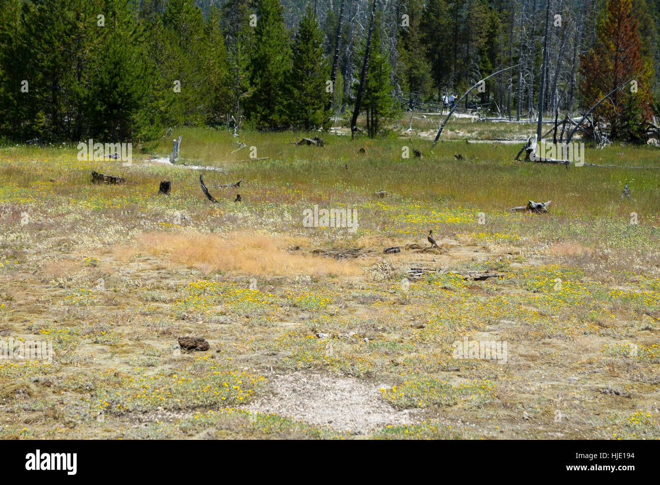 Artists Paint Pots, Yellowstone National Park, Wyoming, USA Stock Photo ...