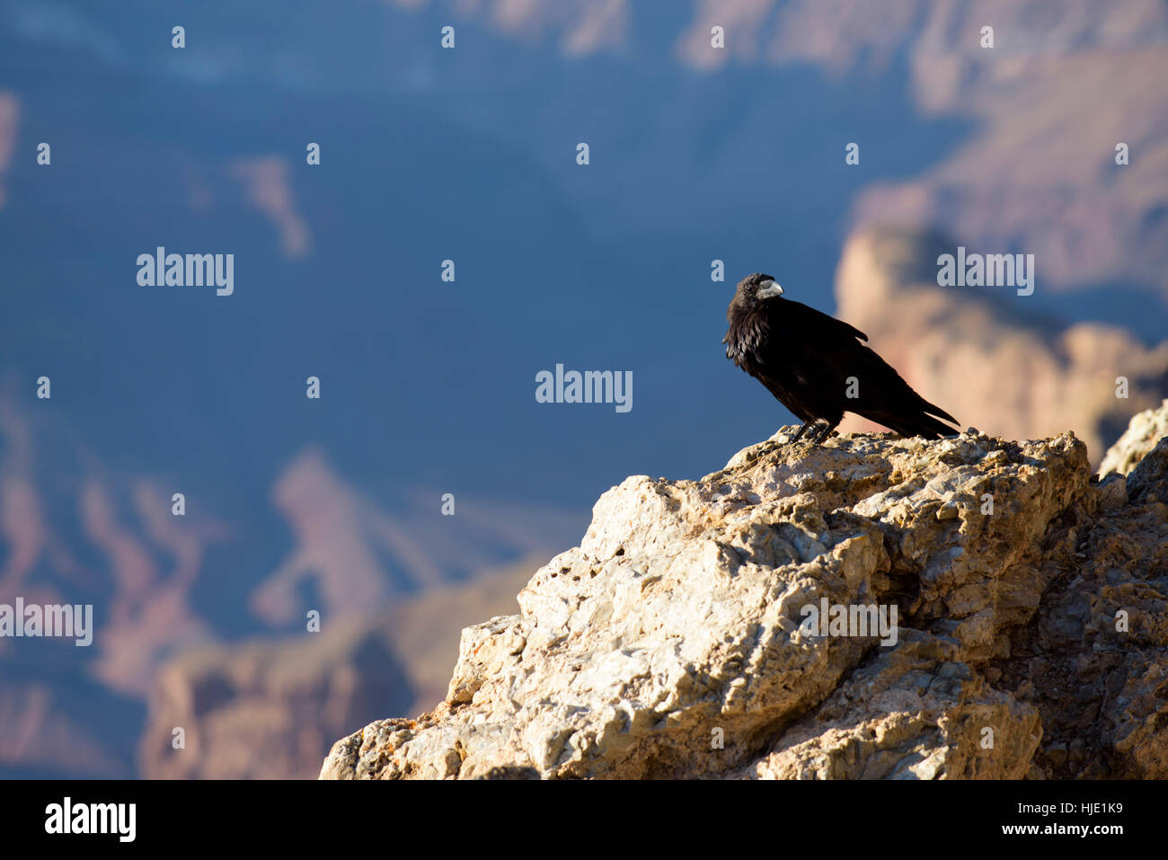 Raven Grand Canyon High Resolution Stock Photography and Images - Alamy