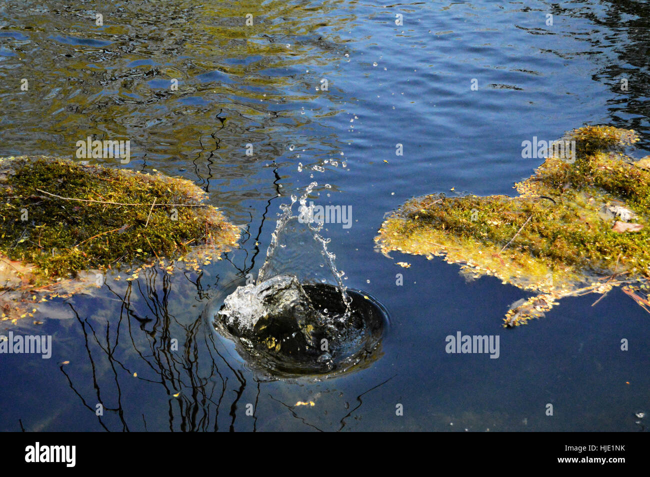 A stone splashing into water with algae beside it Stock Photo - Alamy