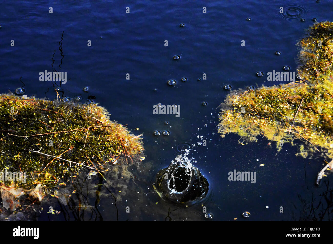 A stone splashing into water with algae beside it Stock Photo - Alamy