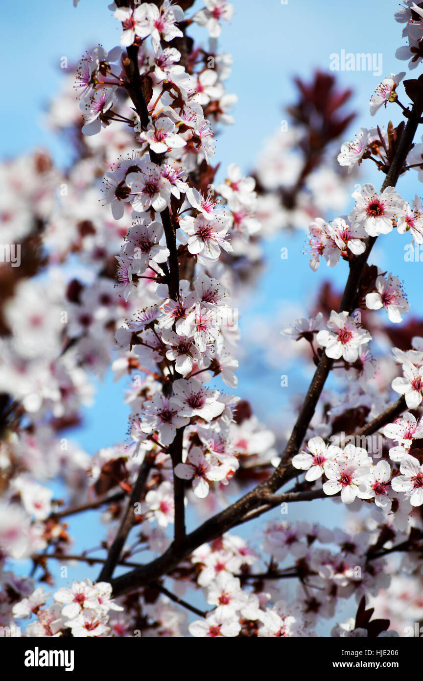 A beautiful stick of fresh flowering plum blossoms (Prunus cerasifera ...