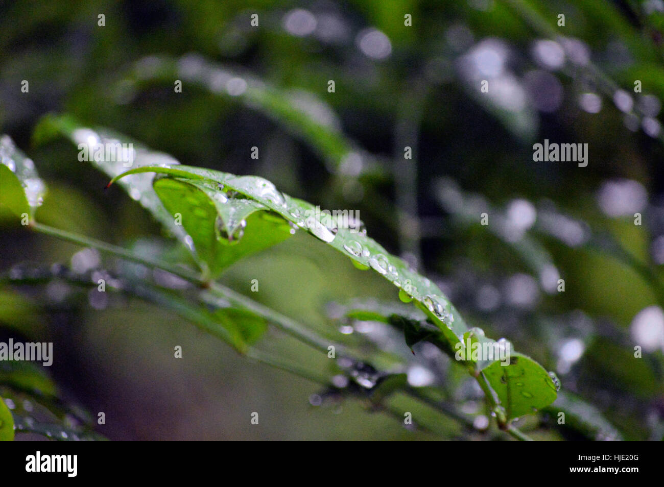 Cone shaped leaves hi-res stock photography and images - Alamy