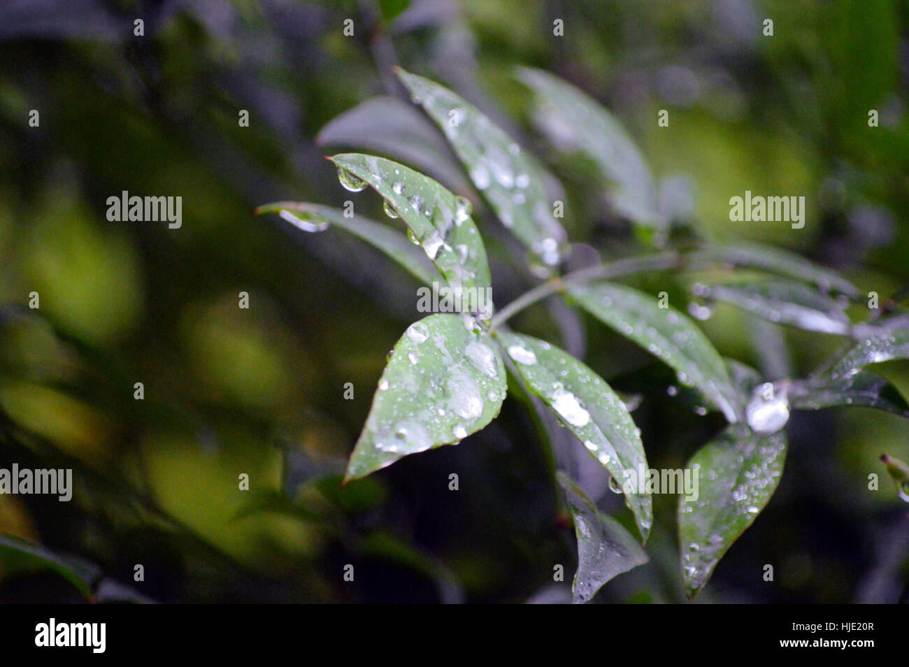 Waterdrops background hi-res stock photography and images - Alamy