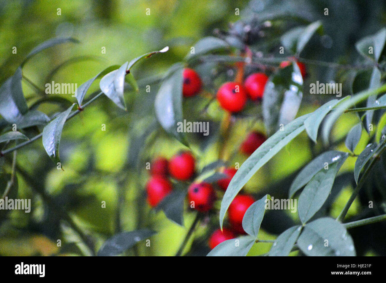 A bunch of red berries and cone shaped leaves in front on them Stock ...