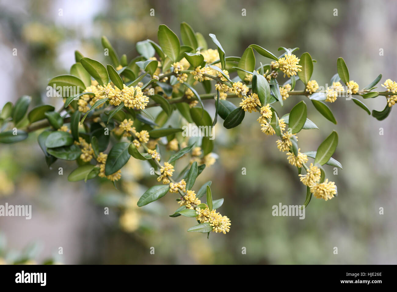 Box plant hedge hi-res stock photography and images - Alamy