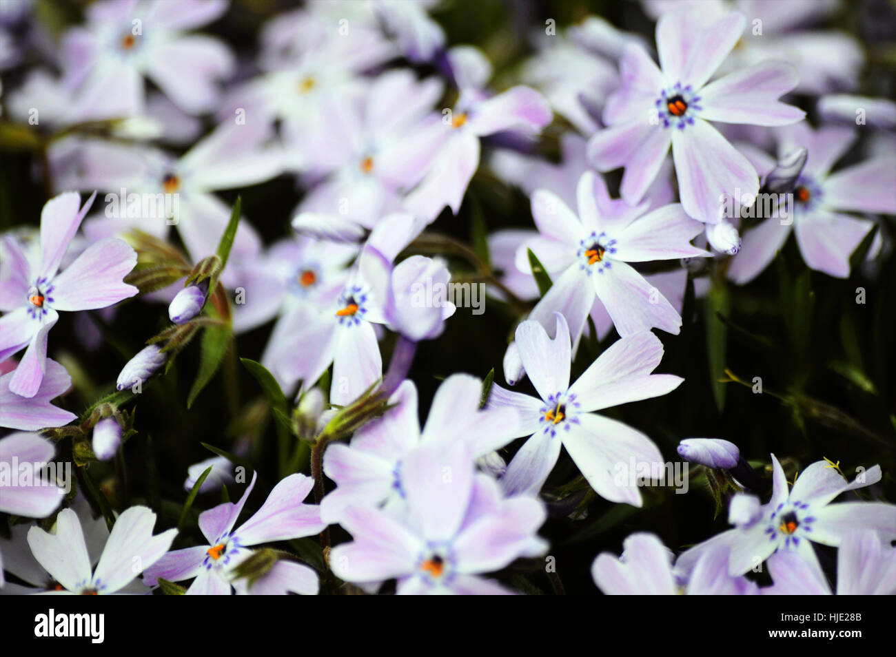 Gerald blue phlox flowers ( Phlox subulata) in a ground cover spread ...