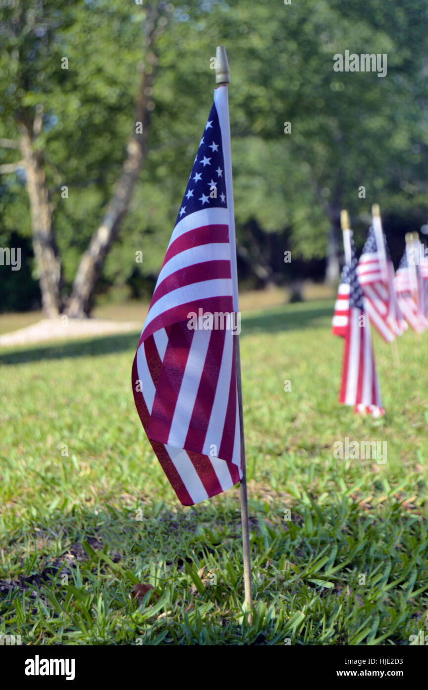 A row of American flags in a row in grass Stock Photo - Alamy