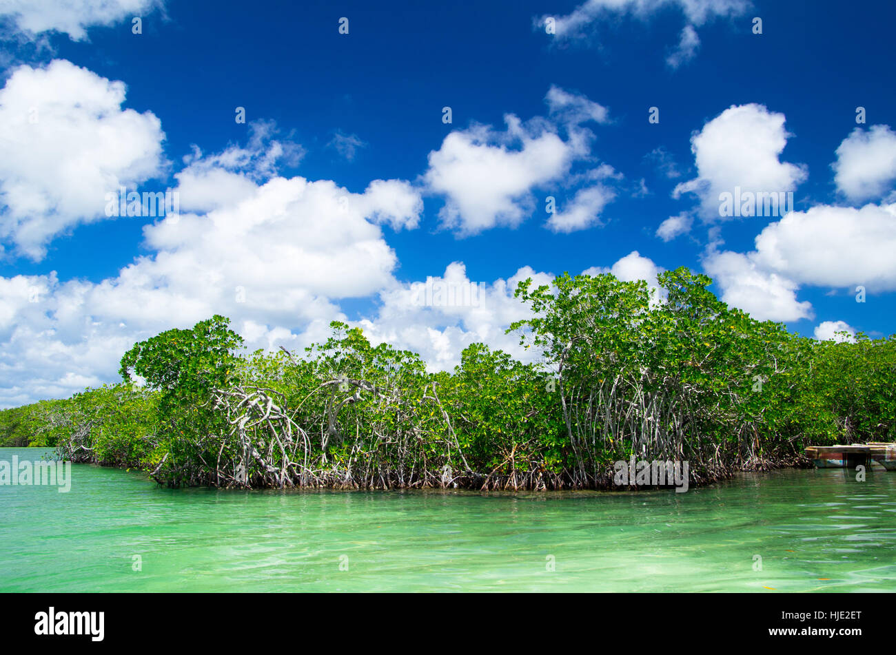 blue, salt, leaf, travel, tree, tourism, swamp, shine, shines, bright ...