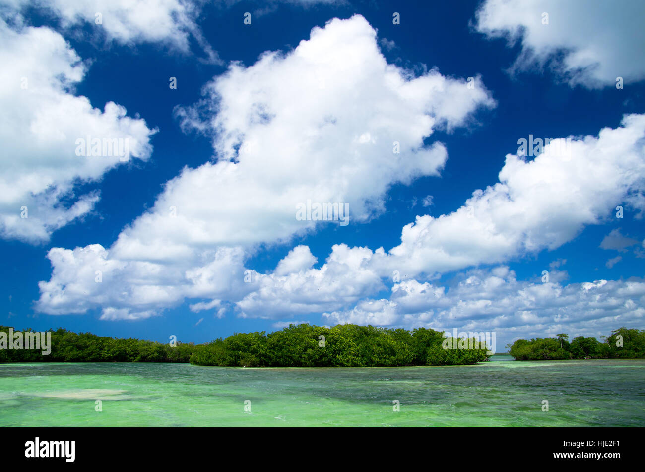 Salt mangrove leaf hi-res stock photography and images - Alamy