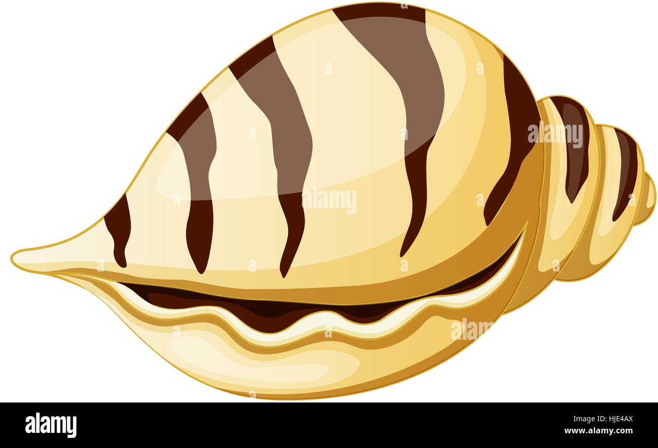 illustration of sea shell on white Stock Photo - Alamy