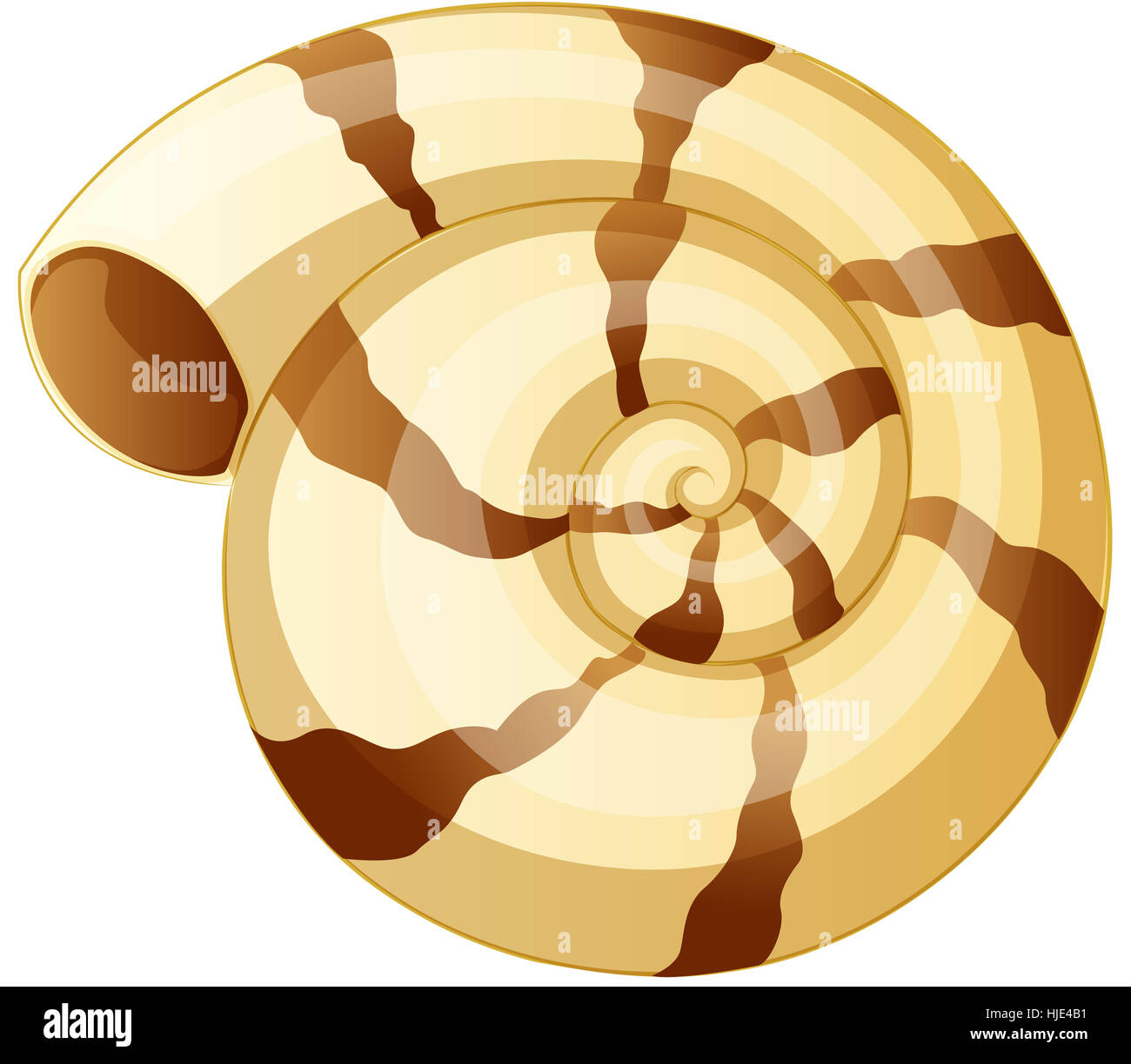 illustration of snail shell on white Stock Photo - Alamy