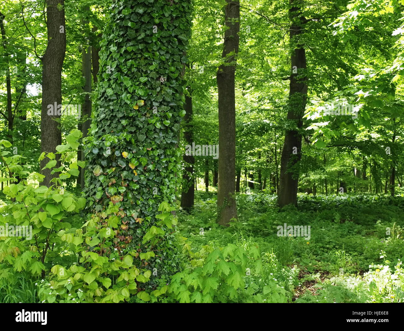 Tree trees tribes spring hi-res stock photography and images - Alamy