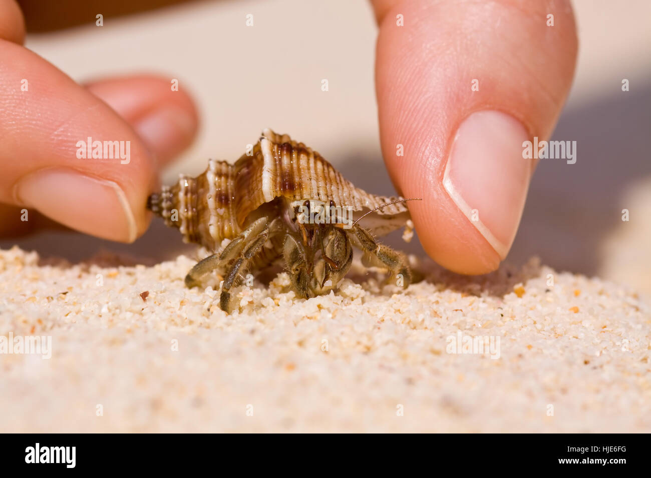 beach, seaside, the beach, seashore, shell, thailand, cancer, crab ...