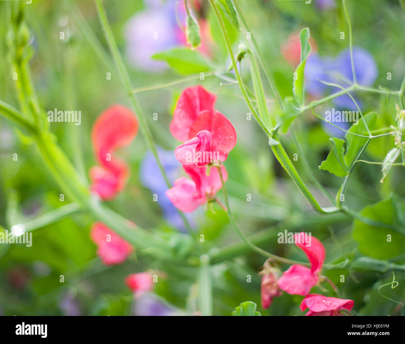 blue, leaf, colour, garden, flower, plant, bloom, blossom, flourish ...