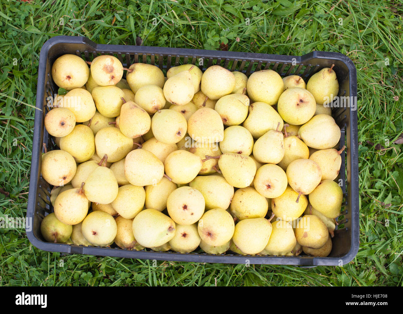 food, aliment, health, tree, trees, garden, agriculture, farming, ripe ...