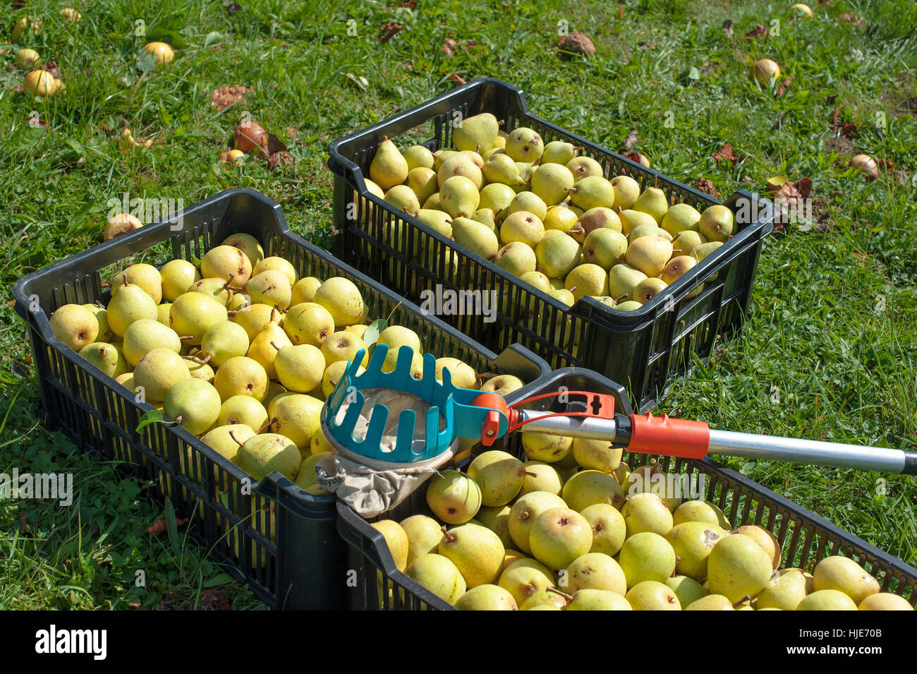 food, aliment, health, tree, trees, garden, agriculture, farming, ripe ...