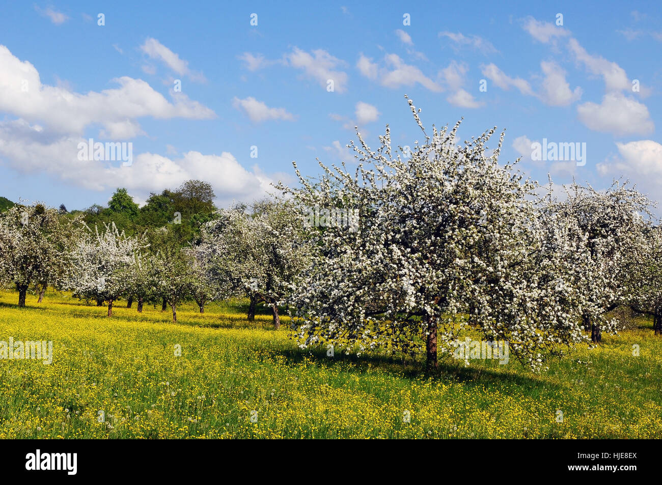 tree, trees, bloom, blossom, flourish, flourishing, spring, fruit ...