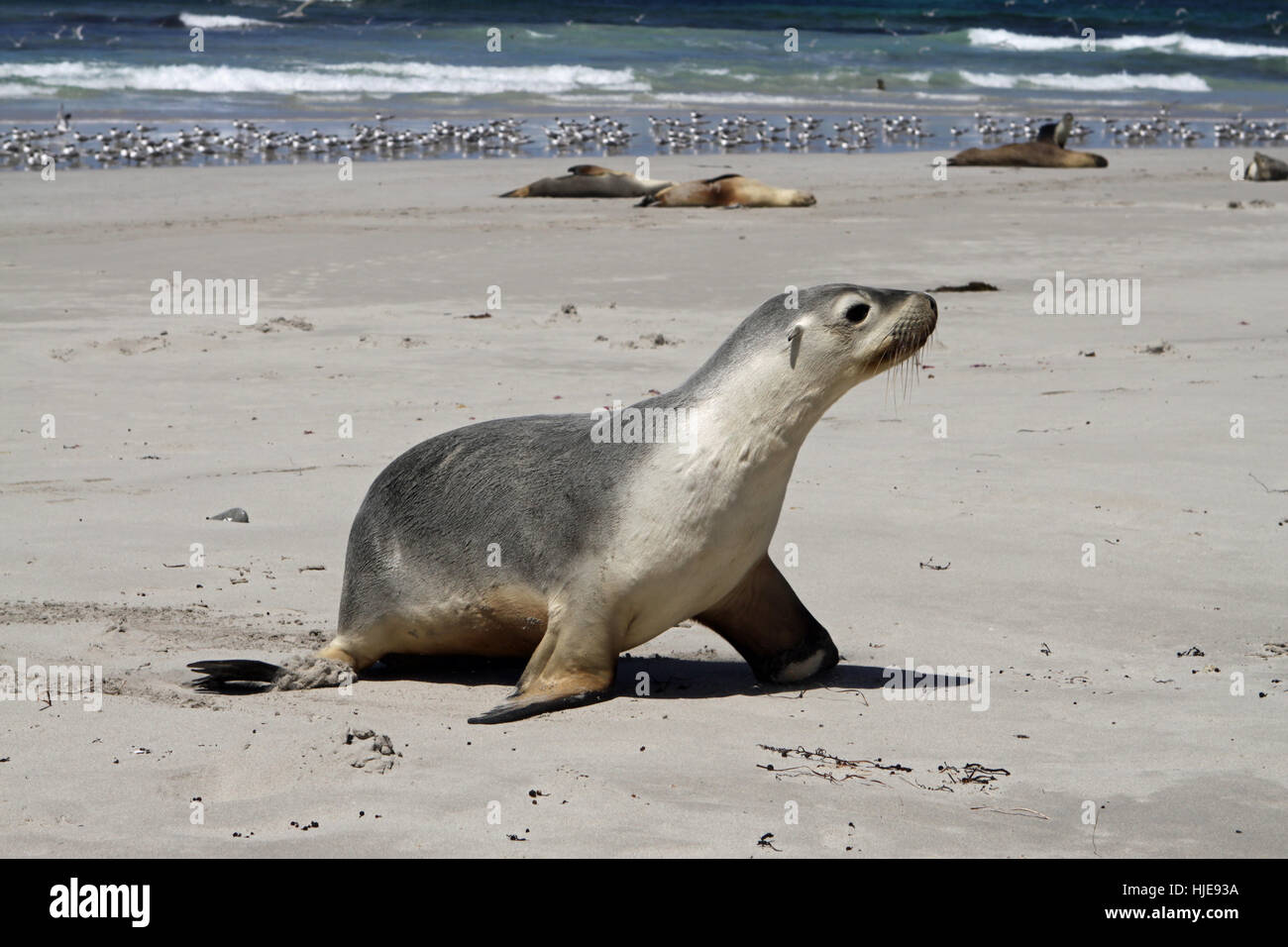 australia, safari, sea lion, animal, mammal, beach, seaside, the beach ...