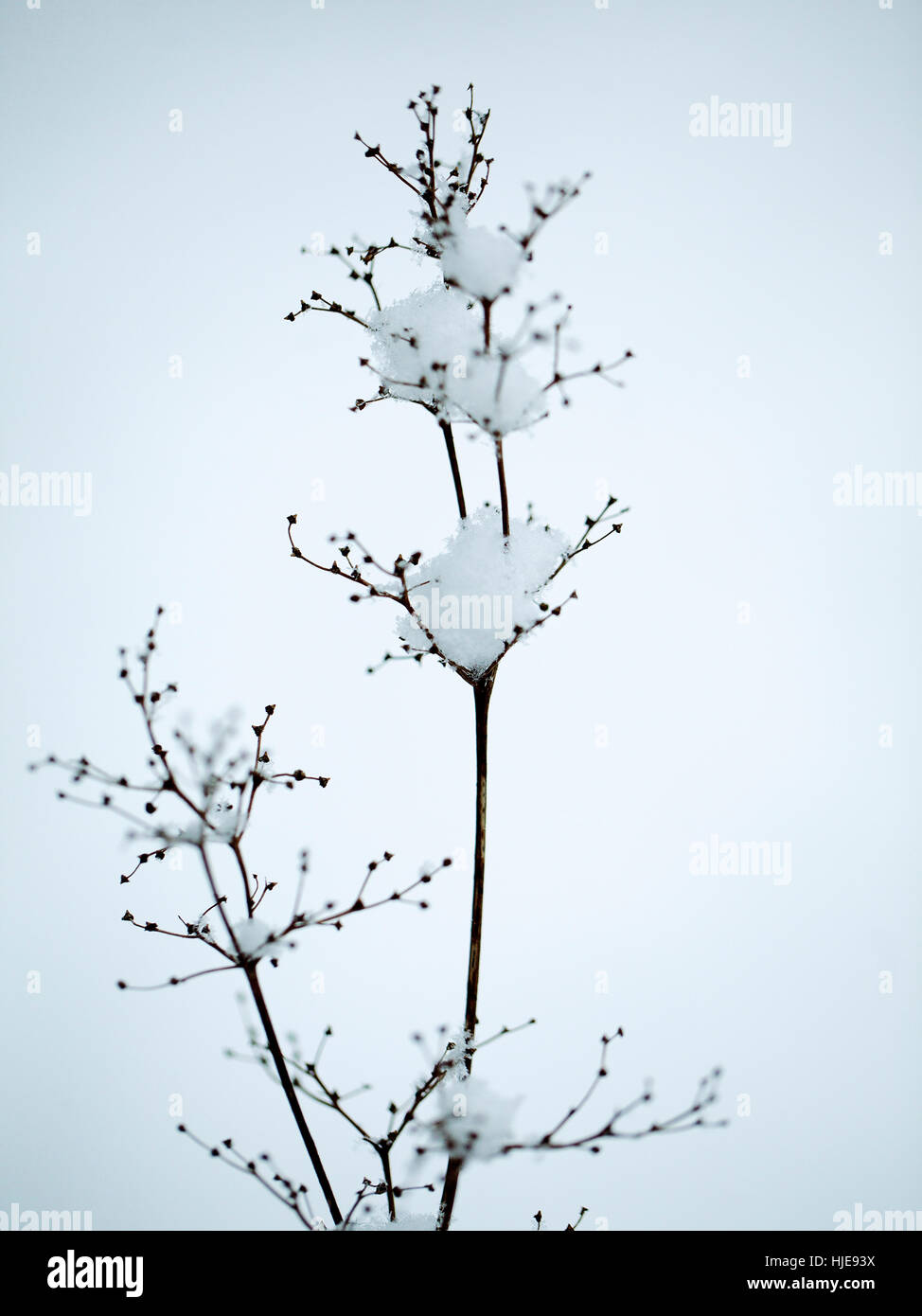 winter, cold, ice, frost, frozen, branch, frosty, snow, detail, winter ...