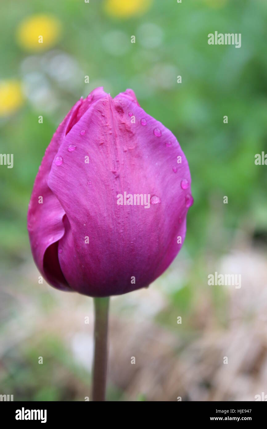 garden, spring, flower, plant, tulip, violet, gardens, drop, drip ...
