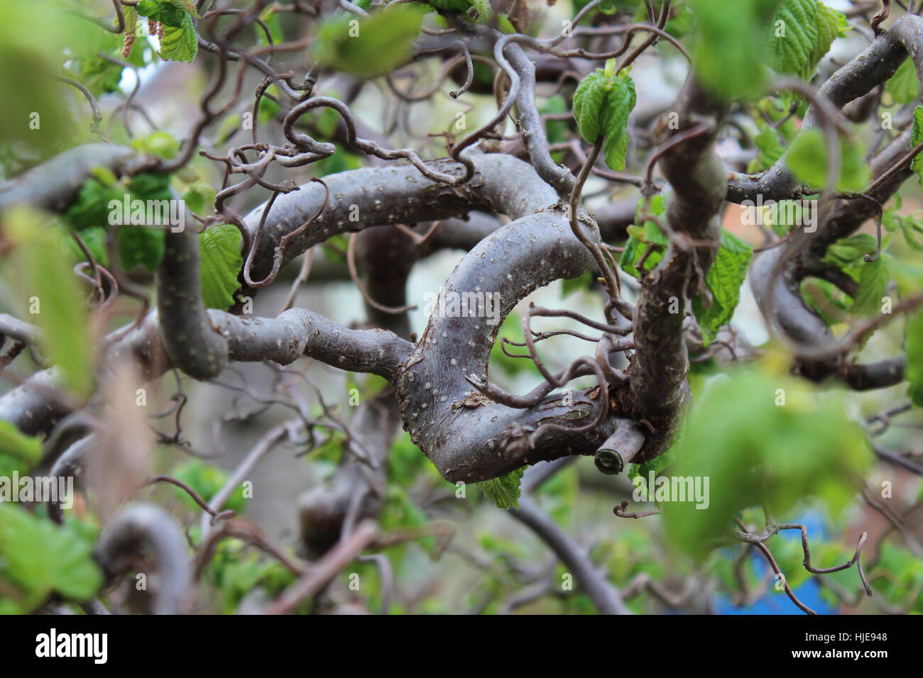 garden, spring, corkscrew, gardens, filbert, hazelnut, hazel, tree ...