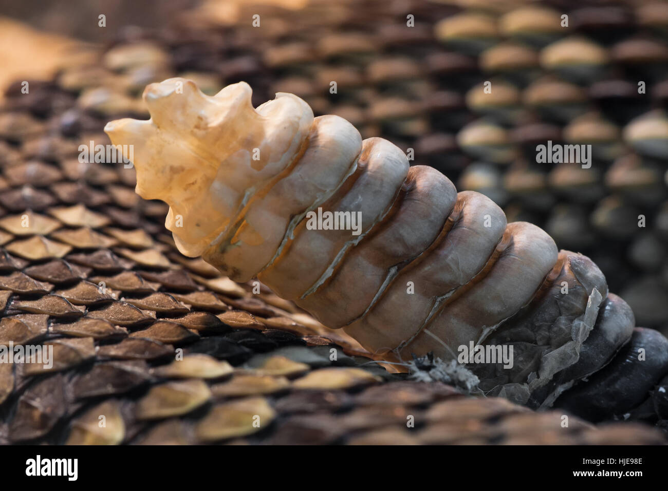 desert, wasteland, nevada, rattlesnake, rattle, desert, wasteland ...