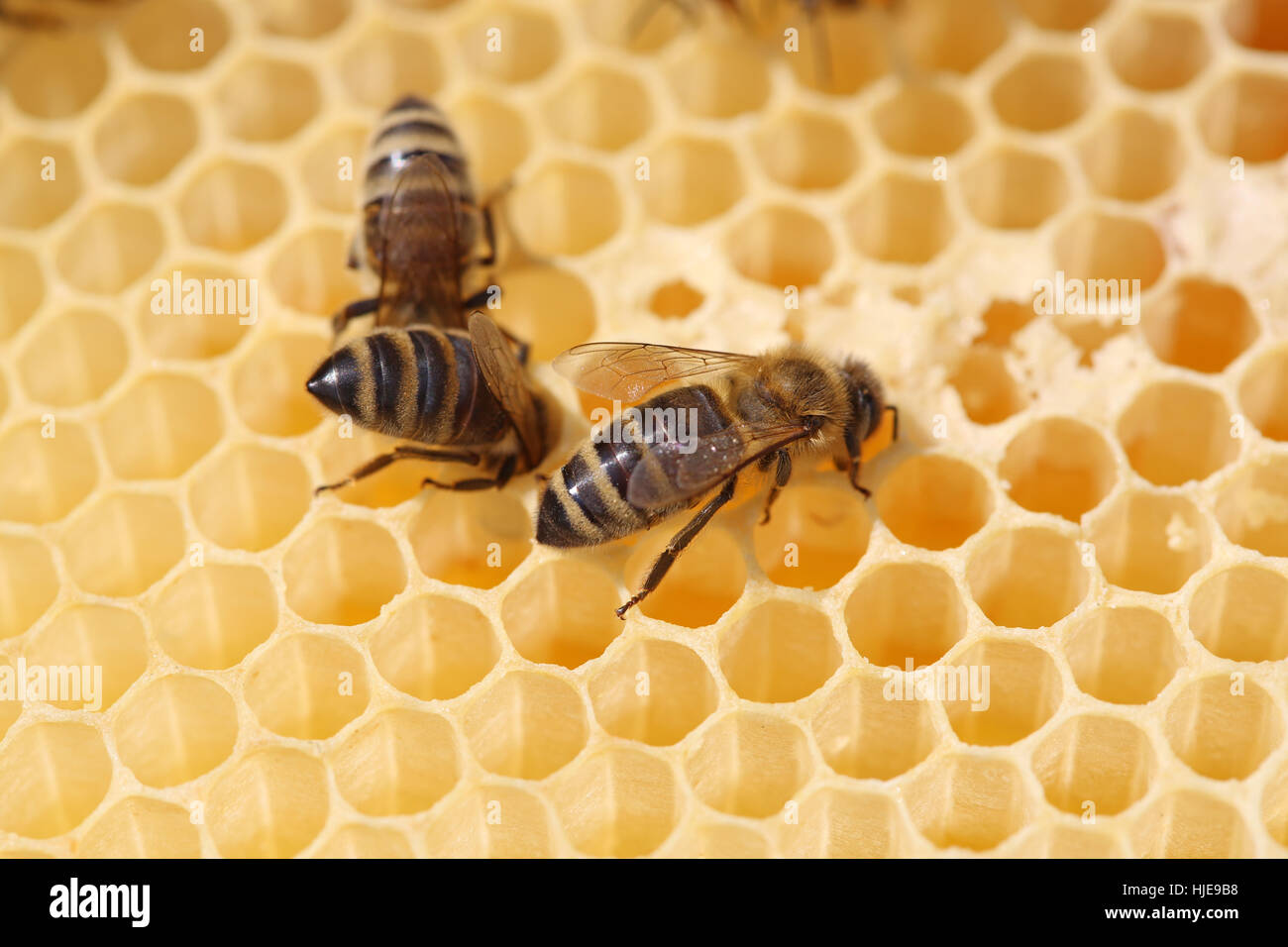 bees, beehive, honeybee, honeycomb, insect, bee, insect, insects ...