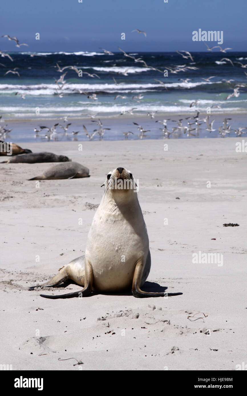 australia, safari, sea lion, animal, mammal, beach, seaside, the beach ...