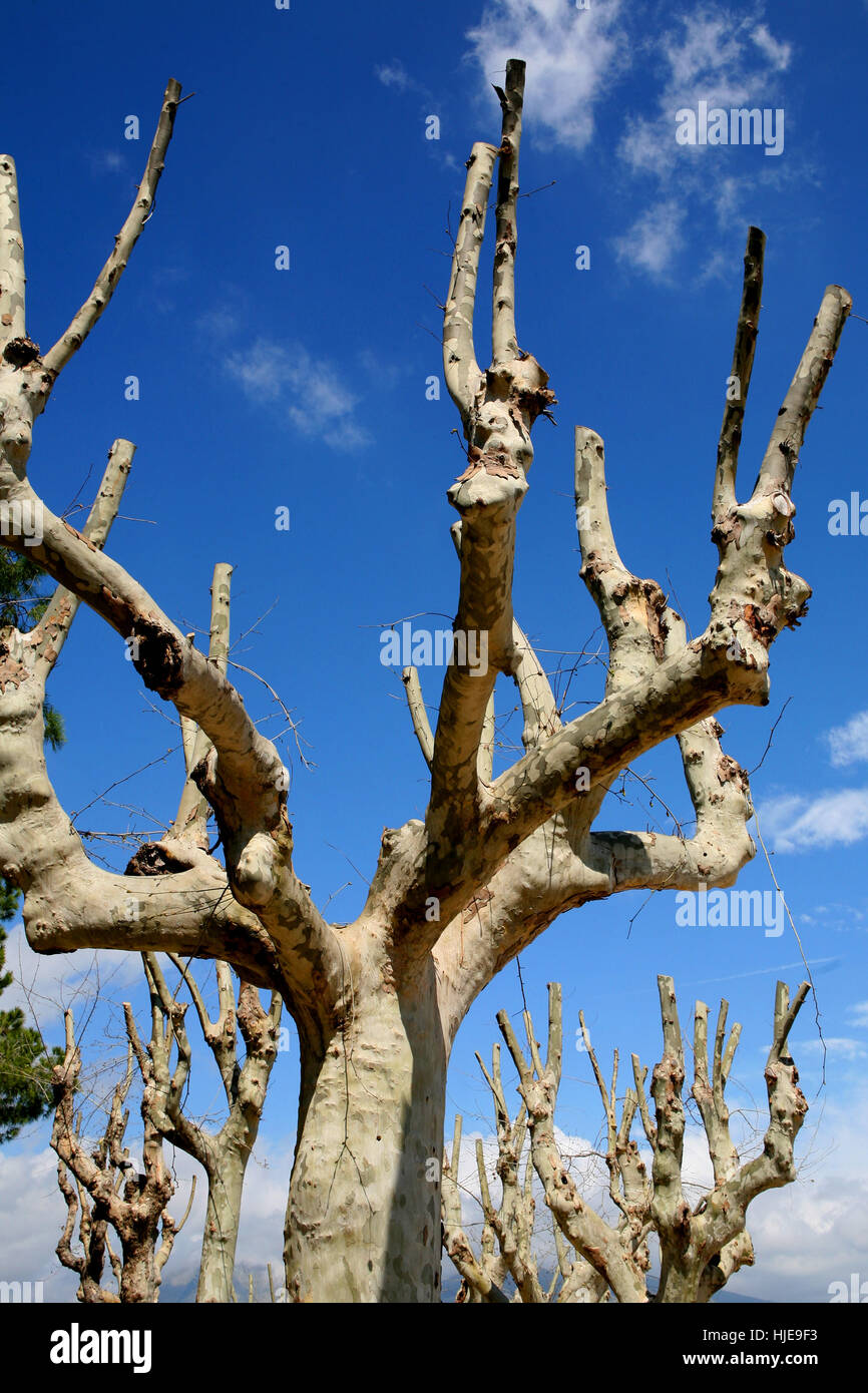 tree, park, garden, wood, trunk, agriculture, farming, botany, season ...