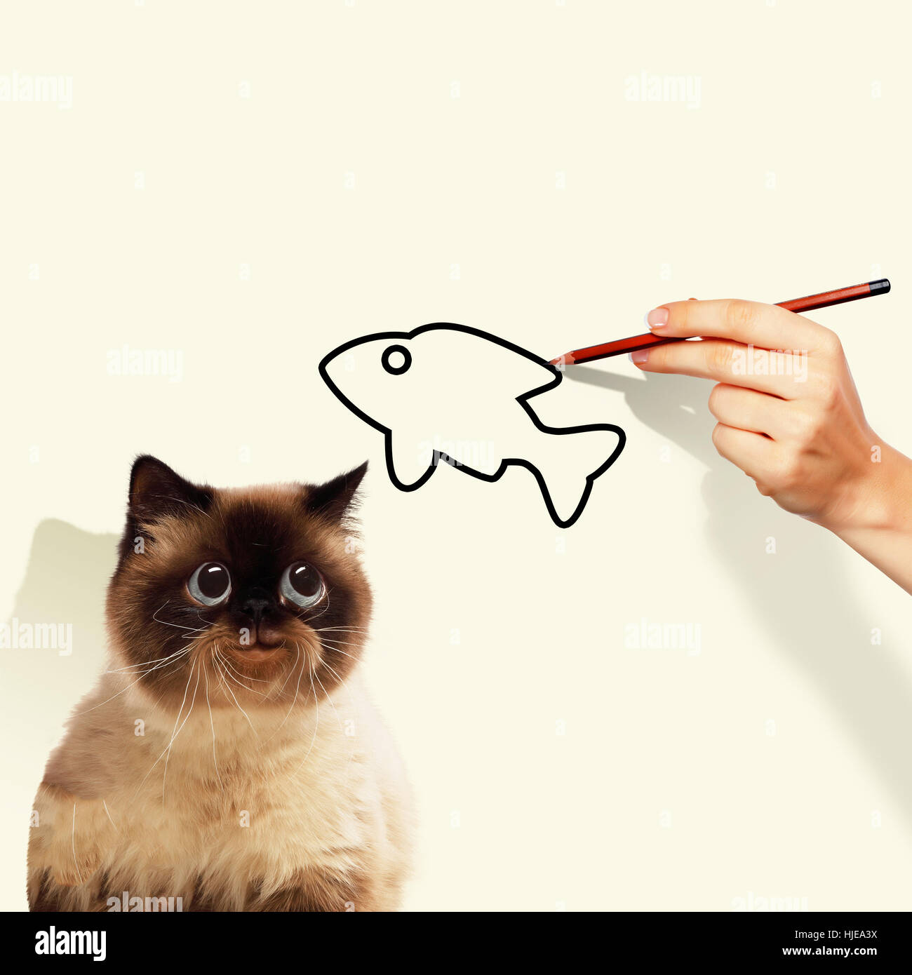 Image of siamese cat catching drawed fish Stock Photo - Alamy