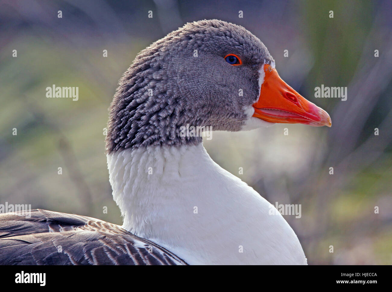 Goose portrait white goose portrait hi-res stock photography and images ...