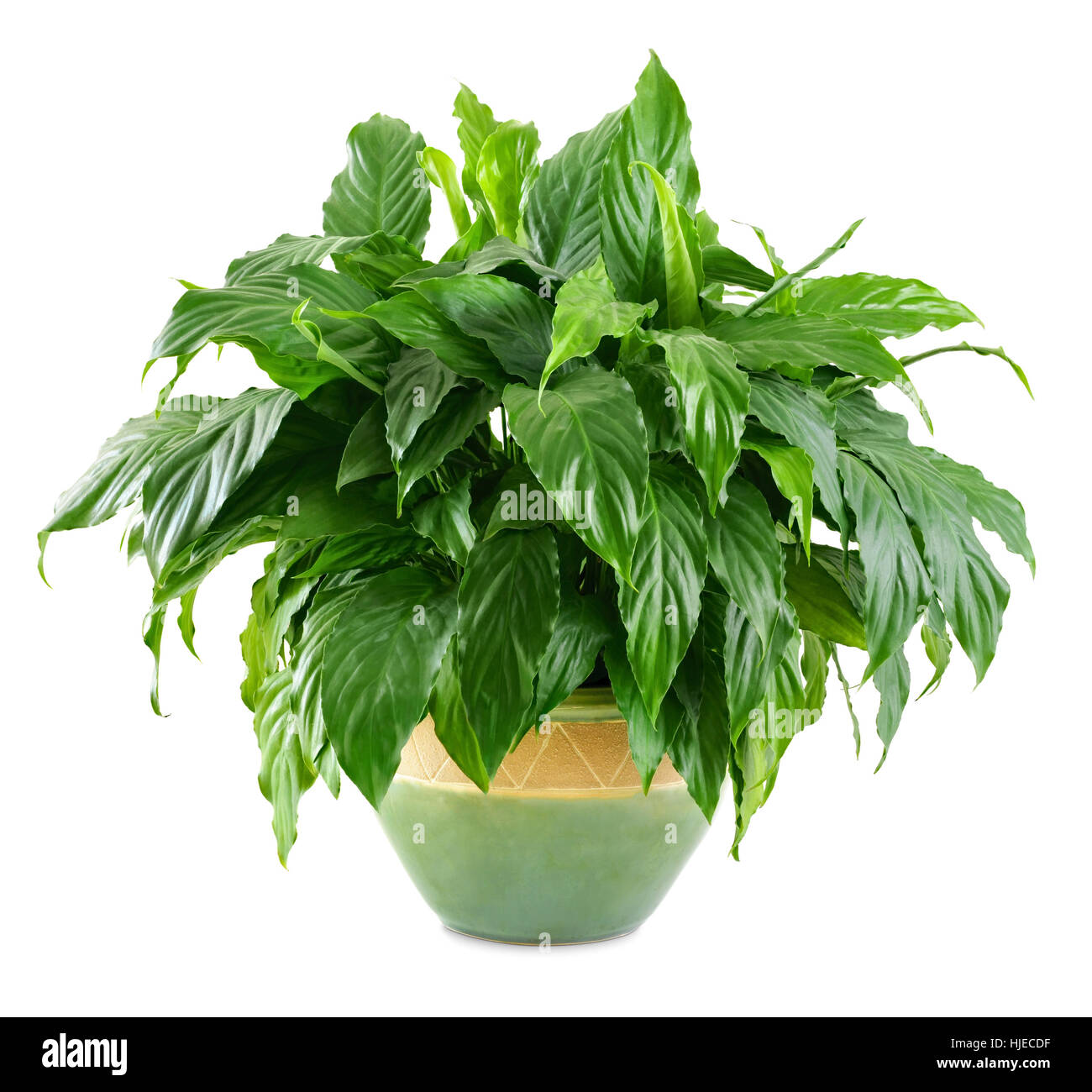 garden, green, decoration, still life, gardens, indoor plant, potted ...