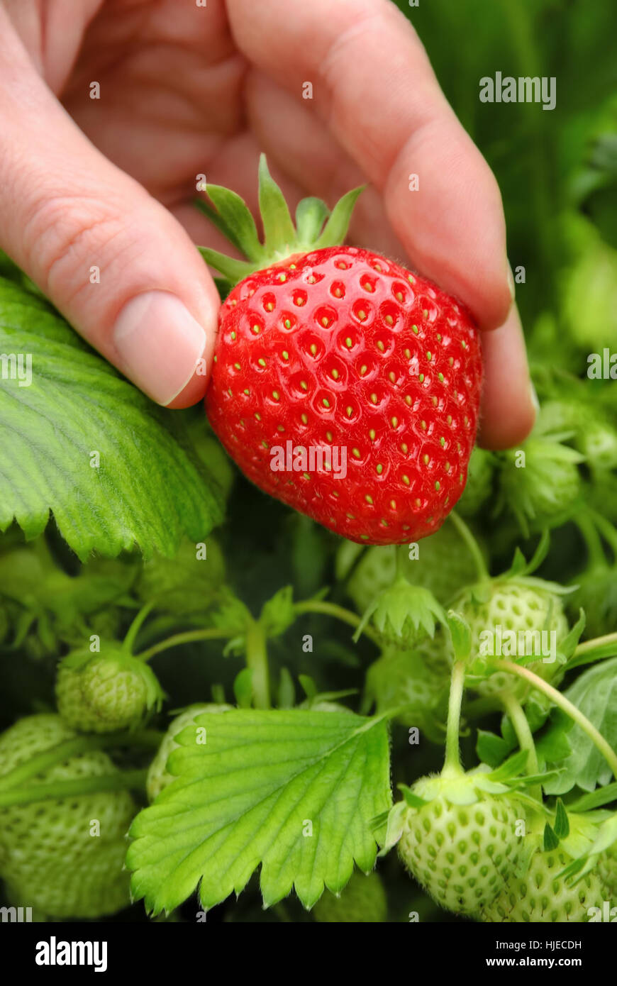 perfect pick ripe strawberry Stock Photo - Alamy