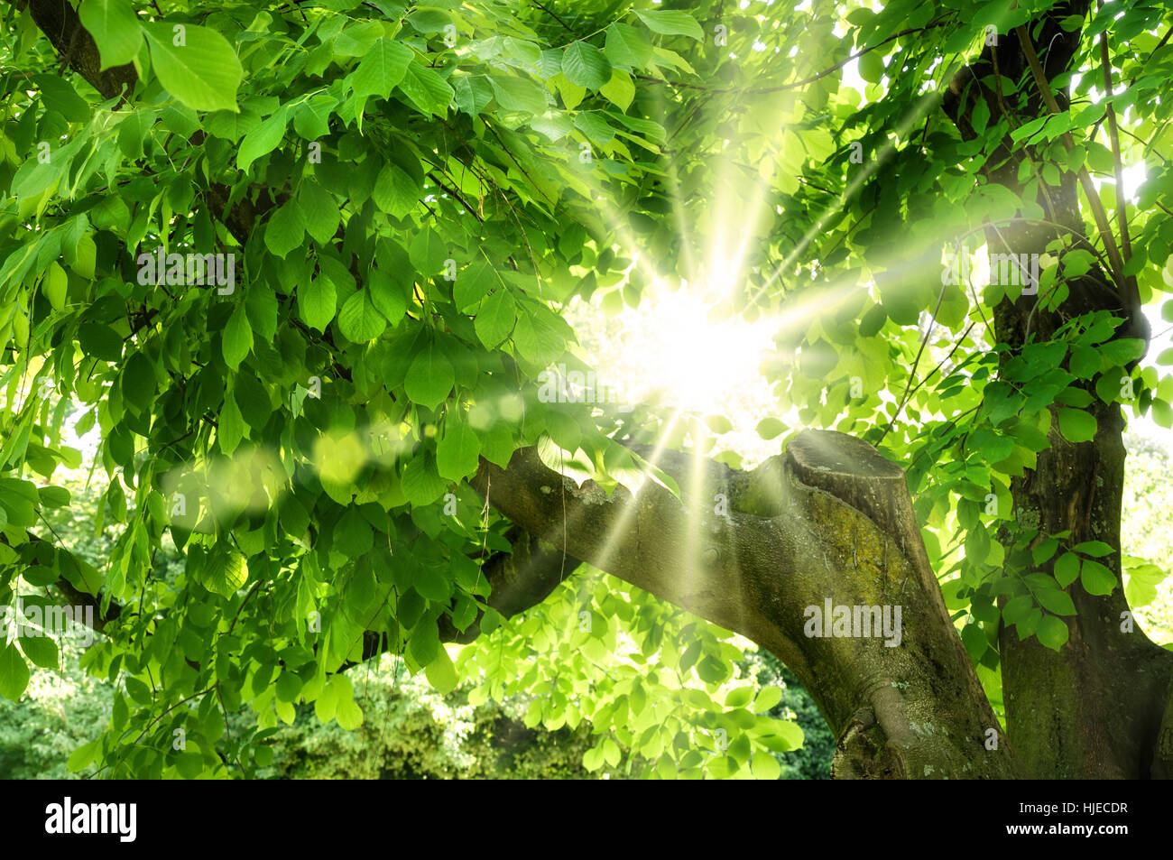tree, park, garden, summer, summerly, gardens, scenery, countryside ...