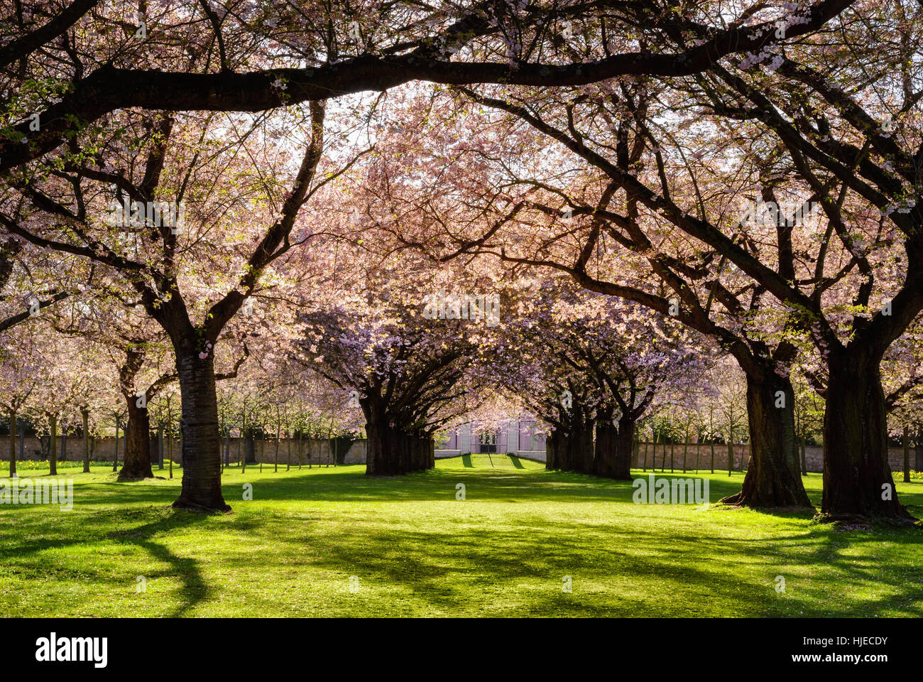 tree, trees, bloom, blossom, flourish, flourishing, spring, cherry ...