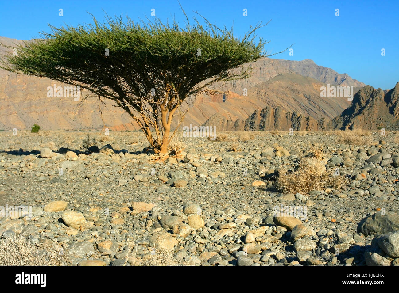 single, tree, mountains, desert, wasteland, oman, firmament, sky ...