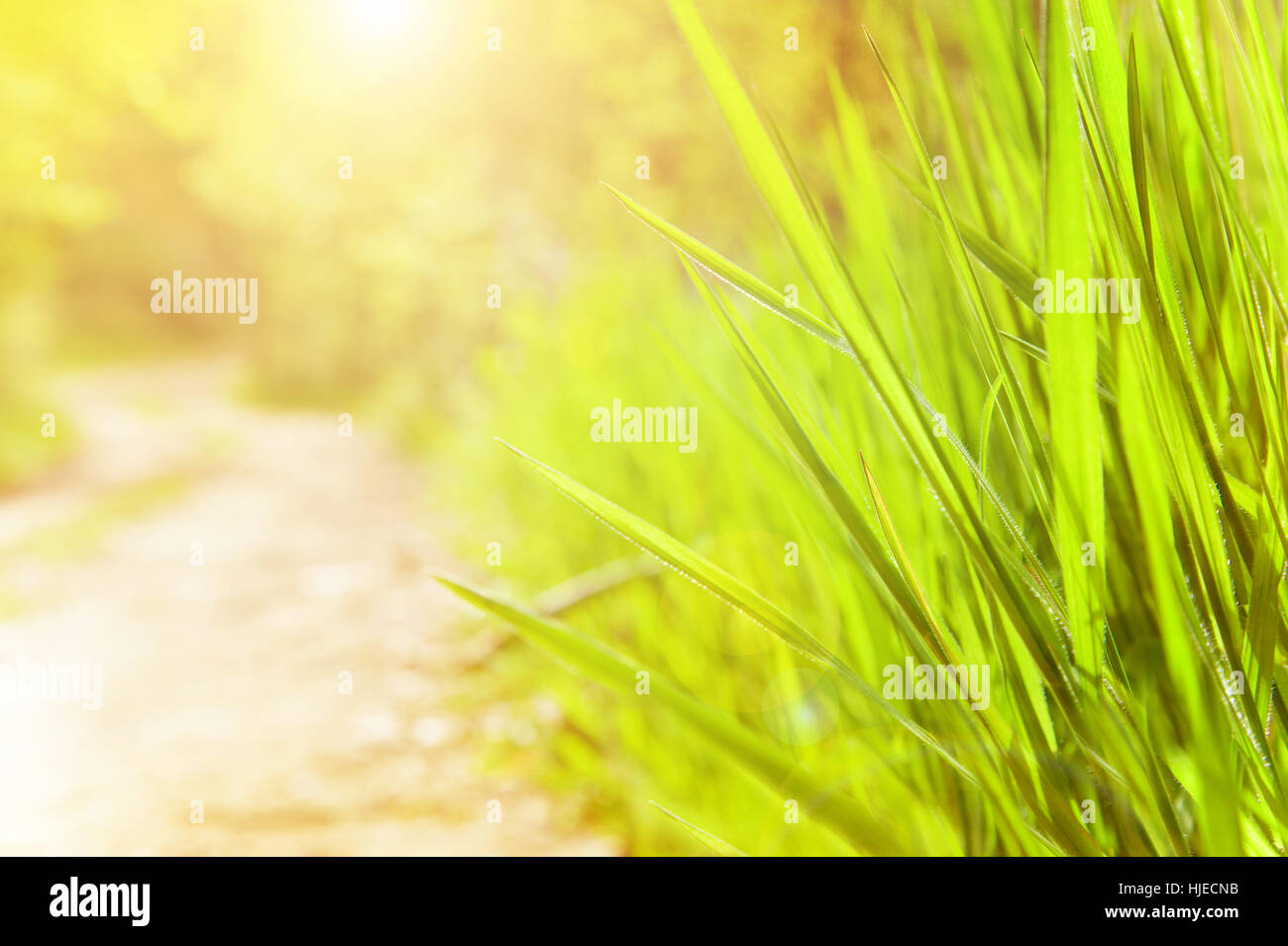 spring, meadow, grass, lawn, green, fresh, nature, beautiful, beauteously Stock Photo - Alamy
