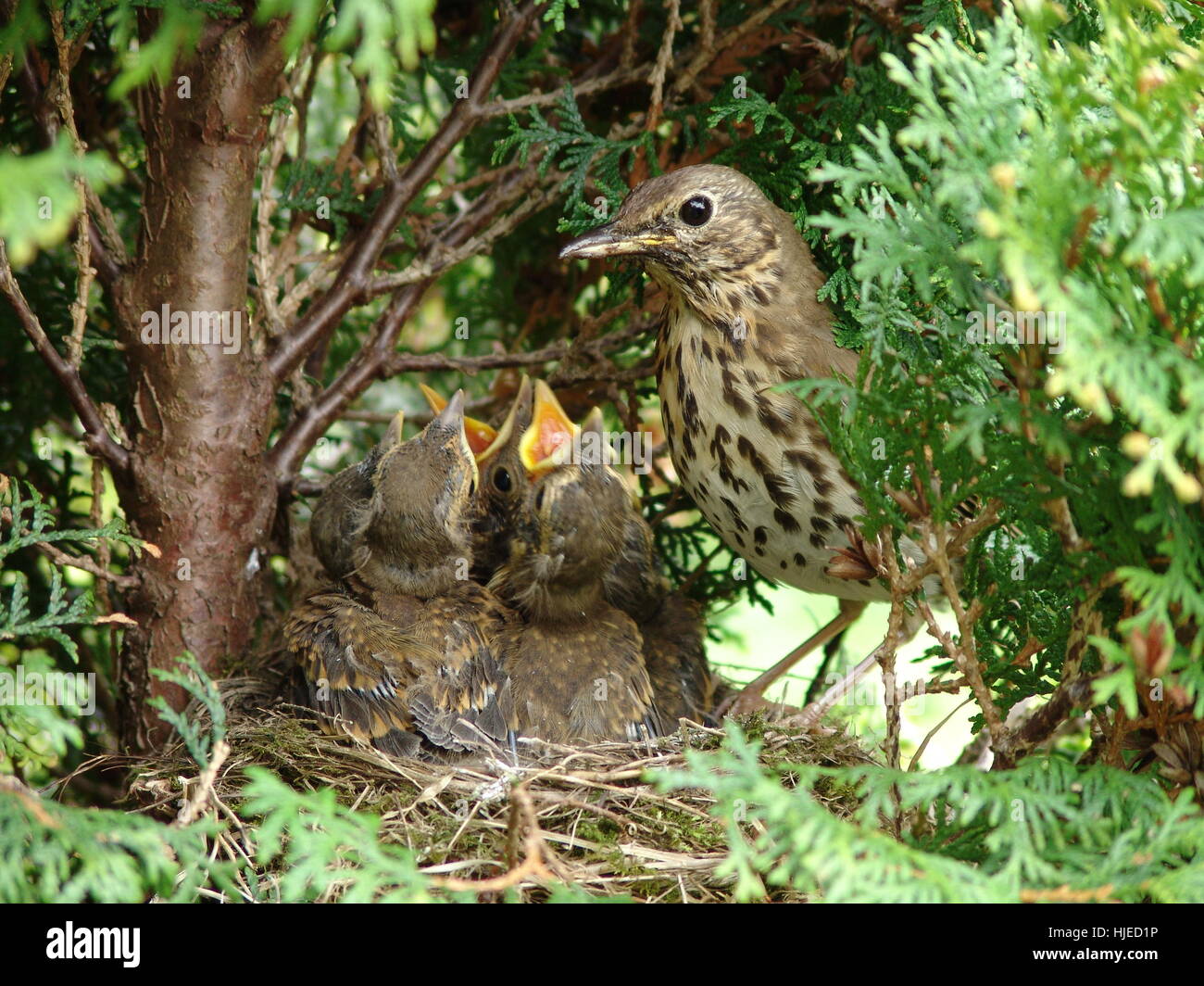 bird, birds, beak, nest, feed, thrush, beaks, squabs, song thrush, bird ...