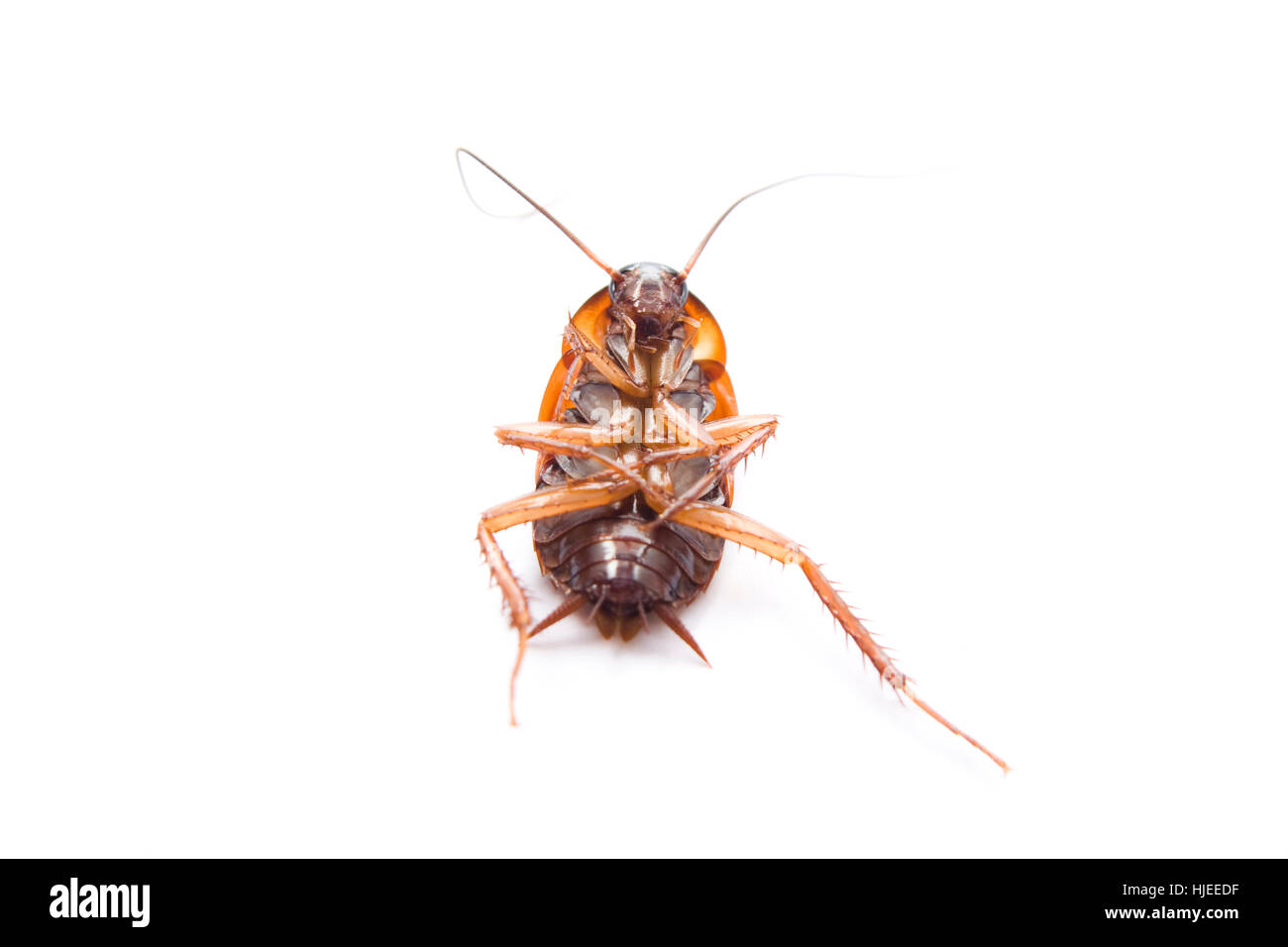 cockroach on white background Stock Photo - Alamy