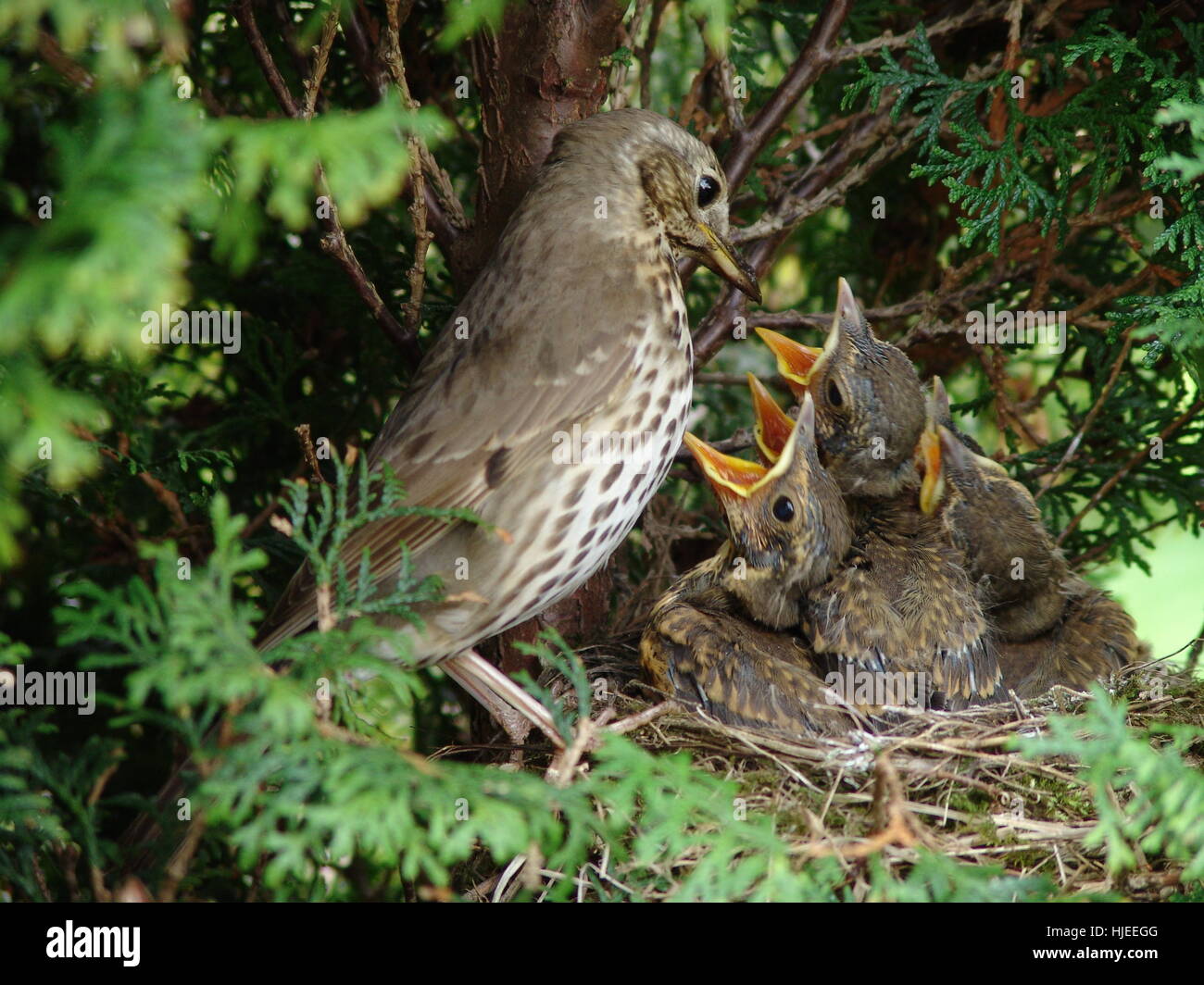 bird, birds, beak, nest, feed, thrush, beaks, squabs, song thrush, bird ...