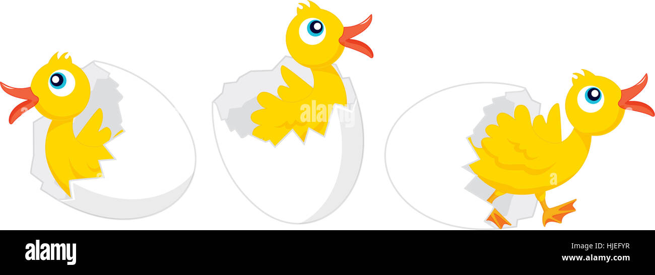 Duck egg hatching hi-res stock photography and images - Alamy