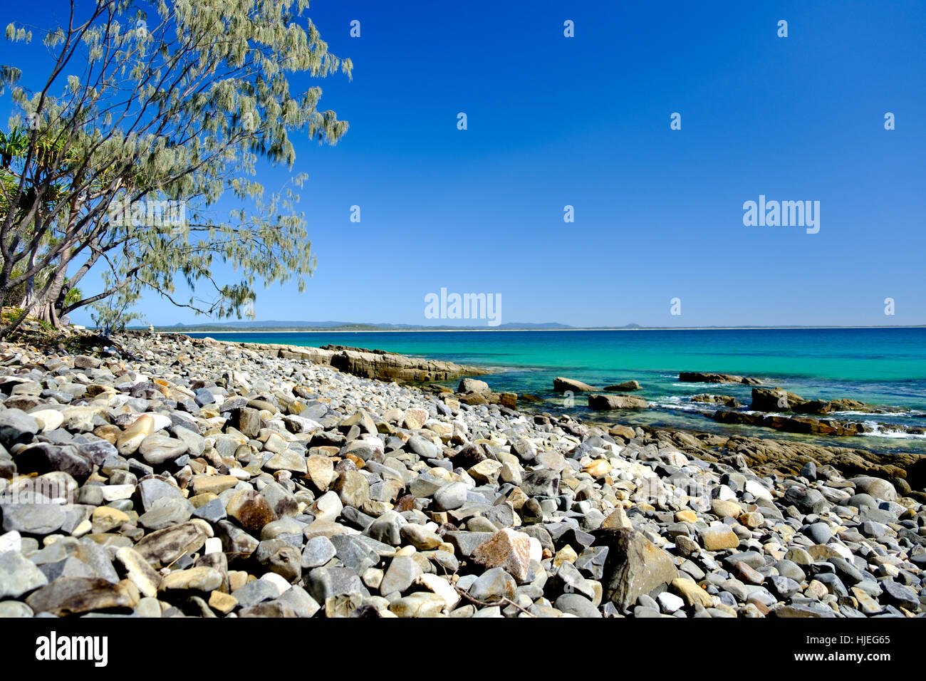 Coastal tea tree hi-res stock photography and images - Alamy