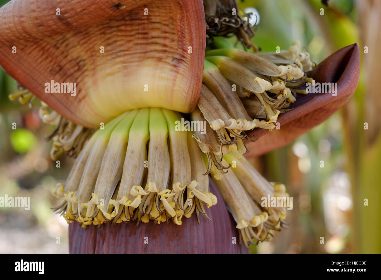 Ornamental Banana Blossom Stock Photos & Ornamental Banana Blossom ...