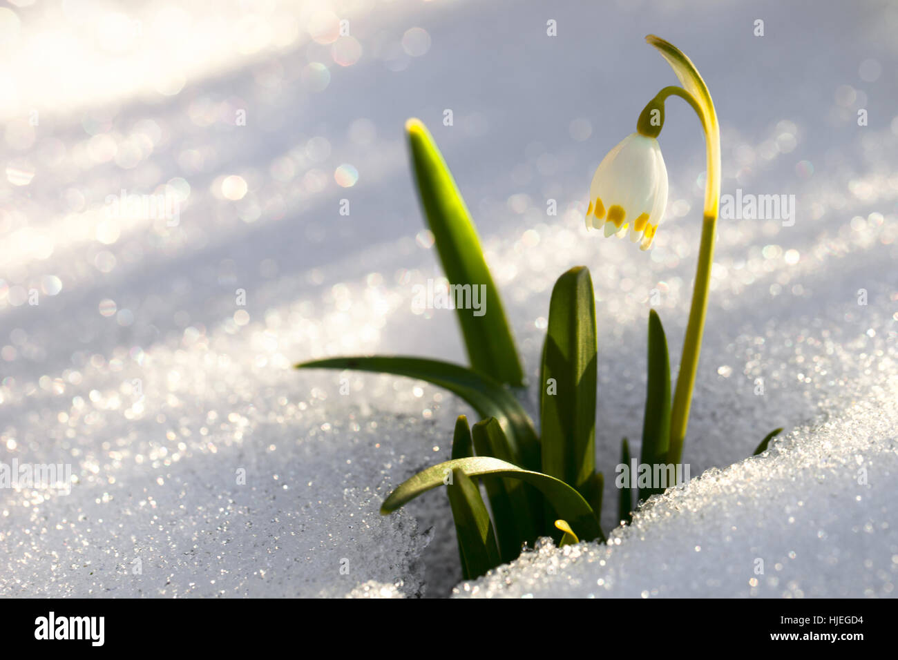 Spring Snow