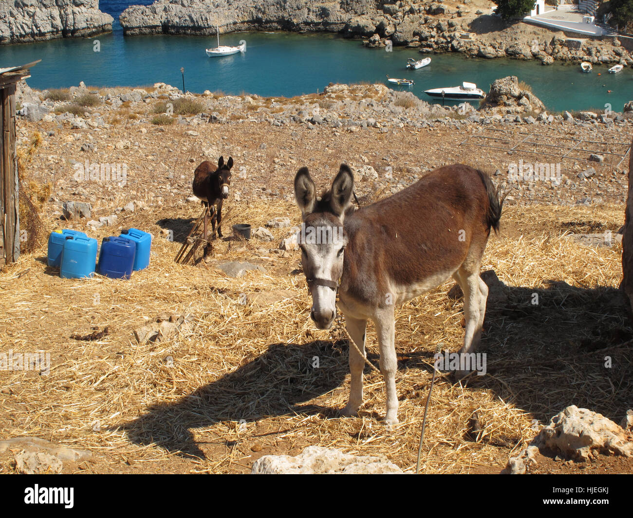 Donkeys in lindos rhodes hi-res stock photography and images - Alamy